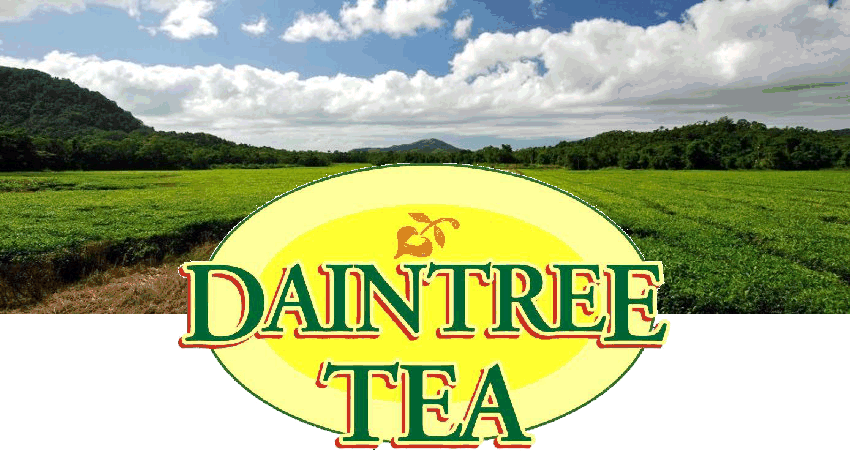 Daintree Tea 10 Envelope Tea bags (20g net) x 2 box – Rainforest Gift ...